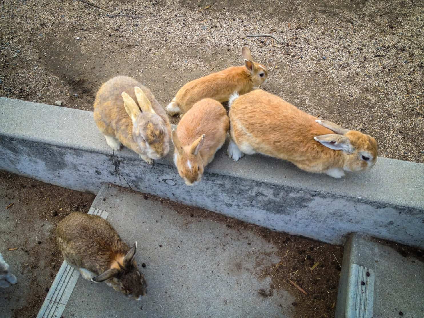 Bunny Island, Japan: 11 Things To Know BEFORE Visiting