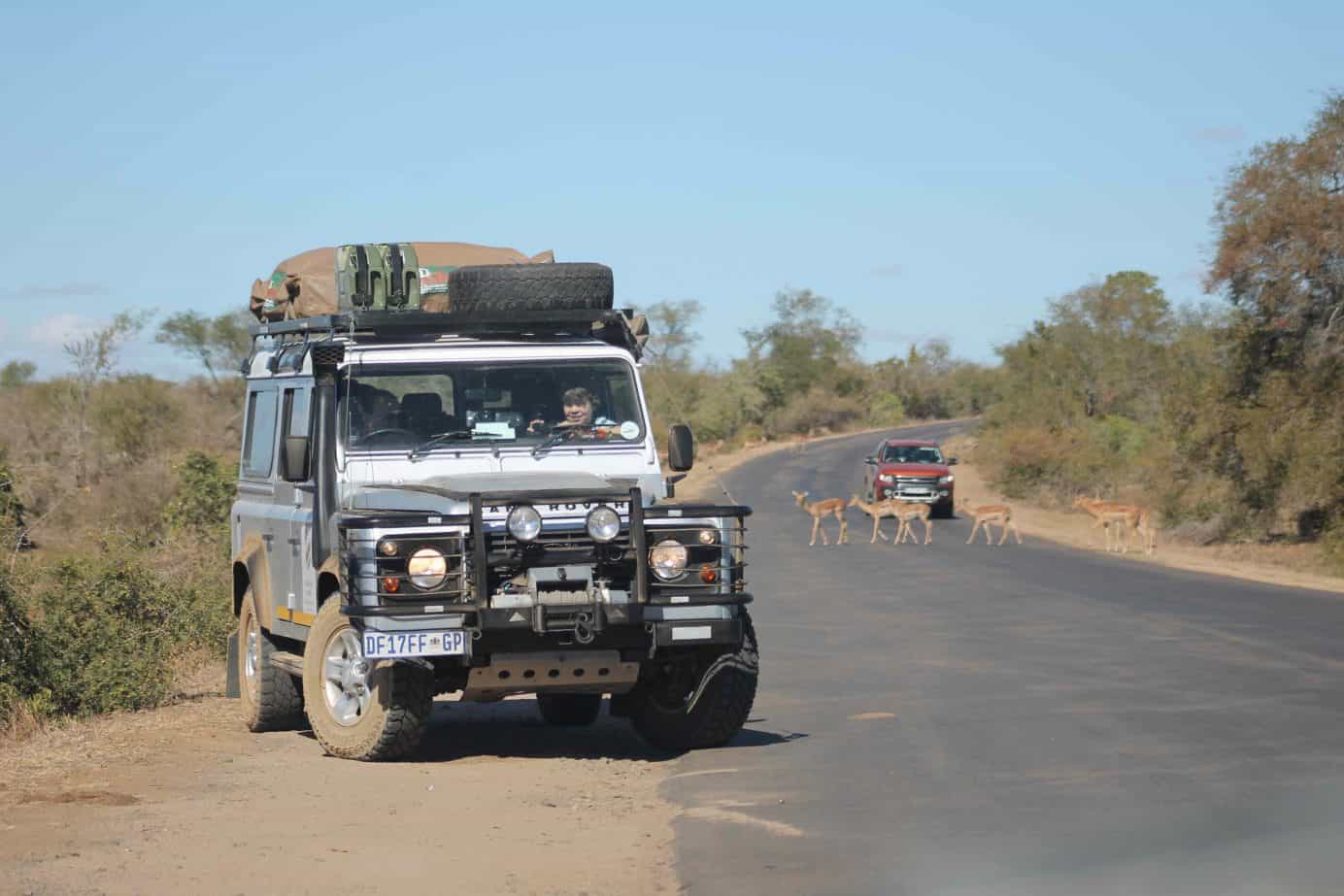 Inside South Africa's Kruger National Park • Your Ultimate Guide