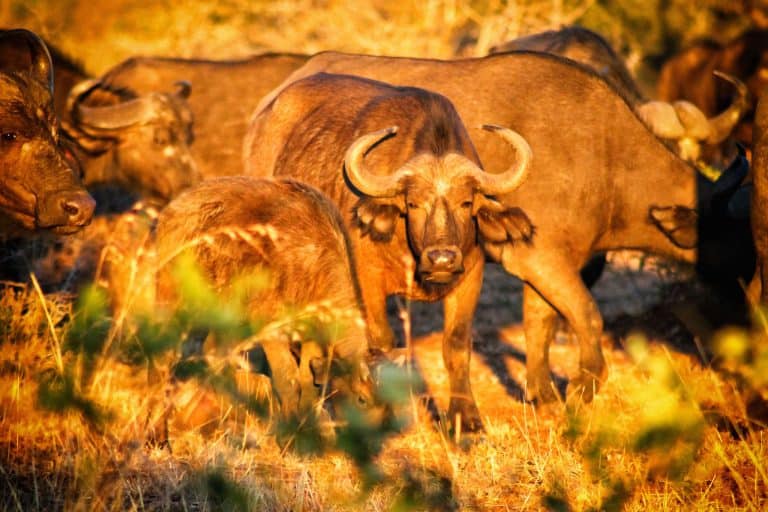 Inside South Africa's Kruger National Park • Your Ultimate Guide