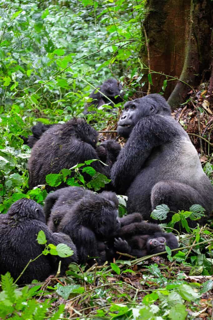 Gorilla Trekking in Uganda • All You Need to Know