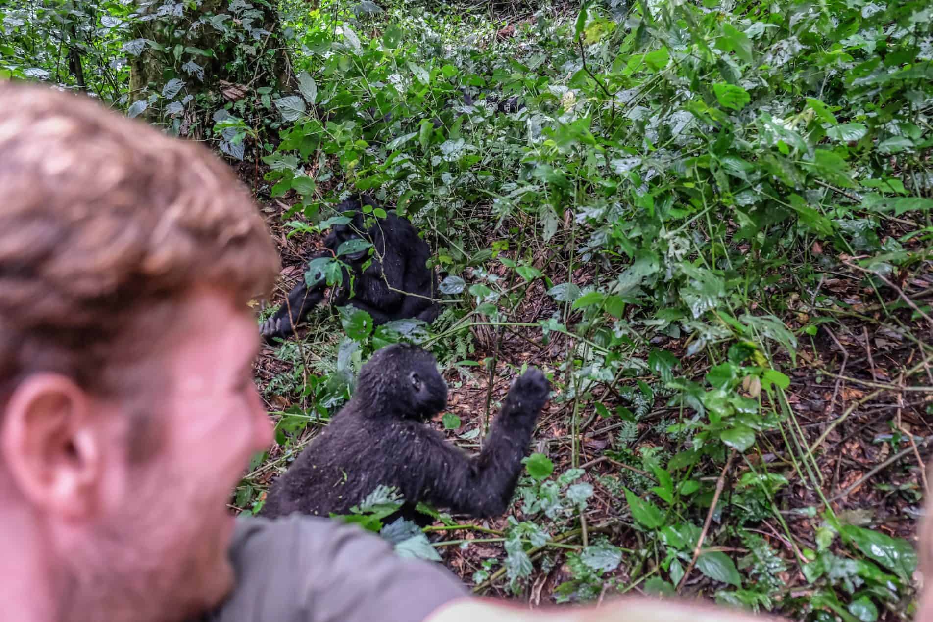 How To Check Gorilla Trekking In Uganda Off The BUCKET LIST