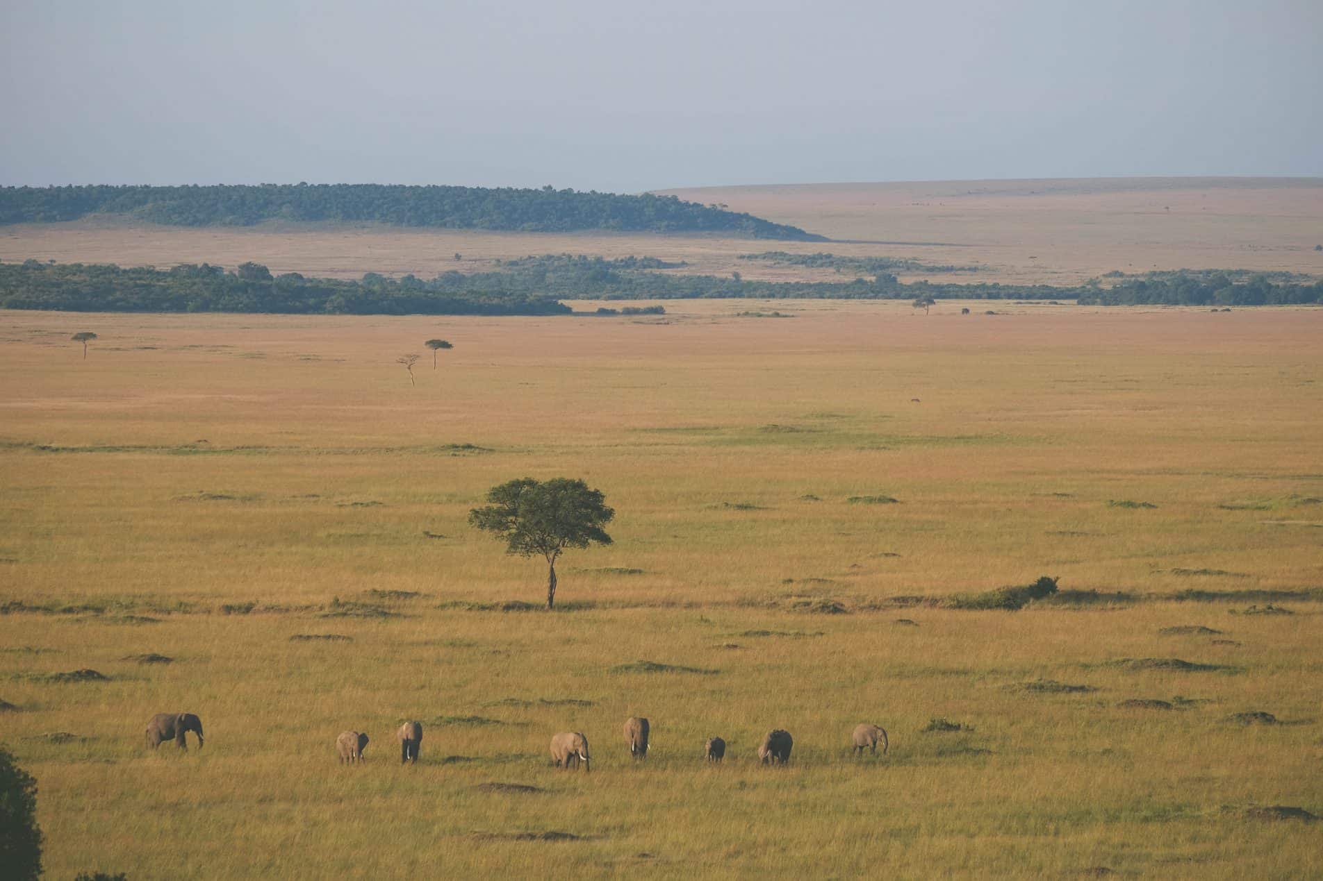 A Masai Mara Safari In Kenya: All You NEED To Know