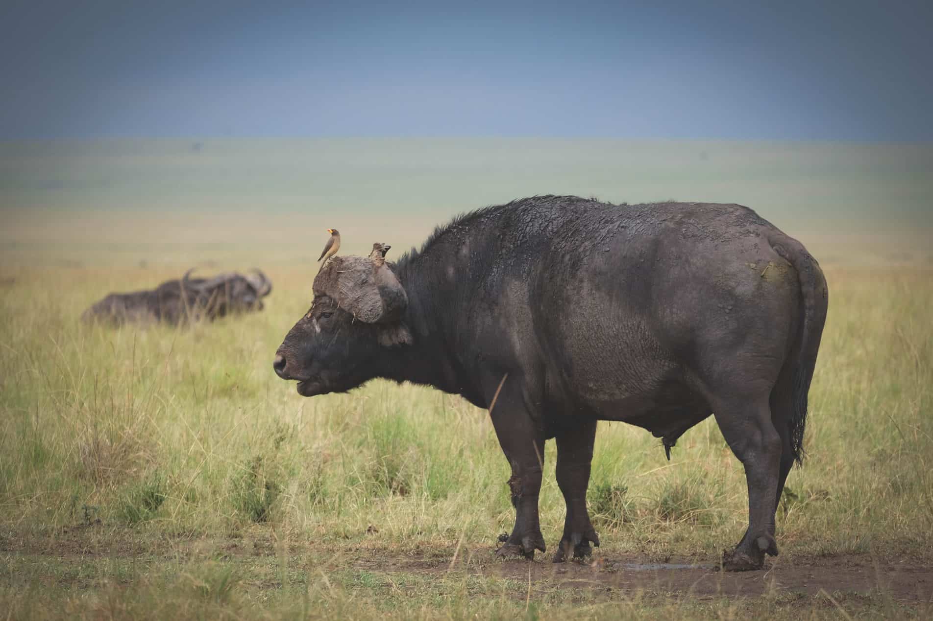 41 Safari Animals And WHERE To Find Them