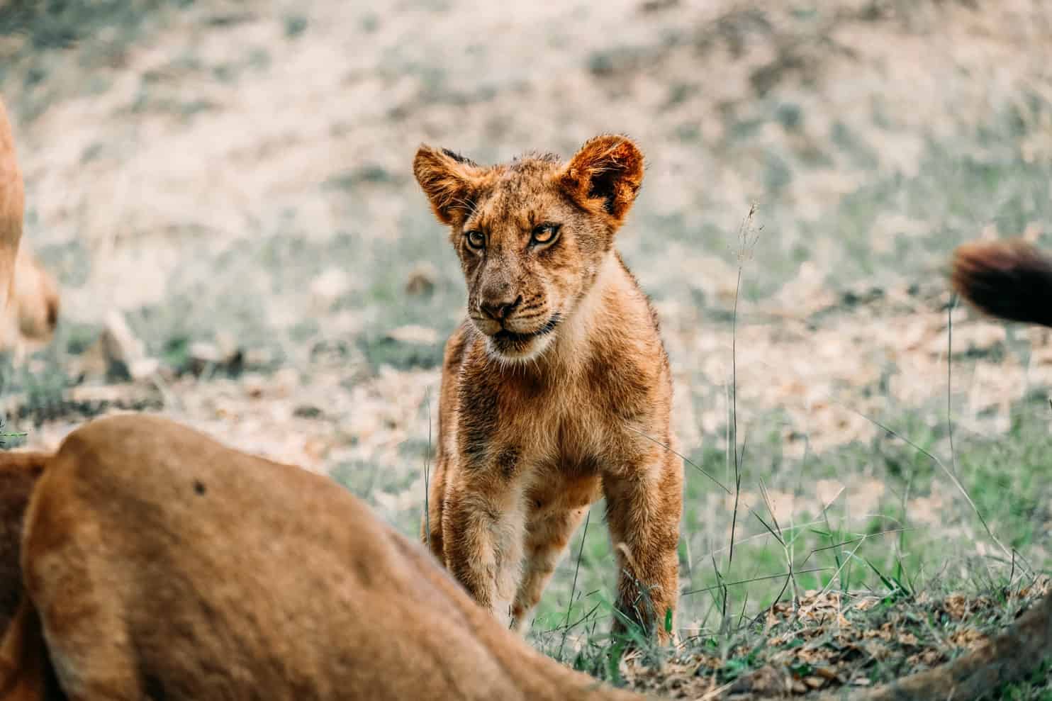 41 Safari Animals And WHERE To Find Them