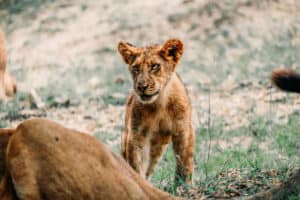 41 Safari Animals And WHERE To Find Them