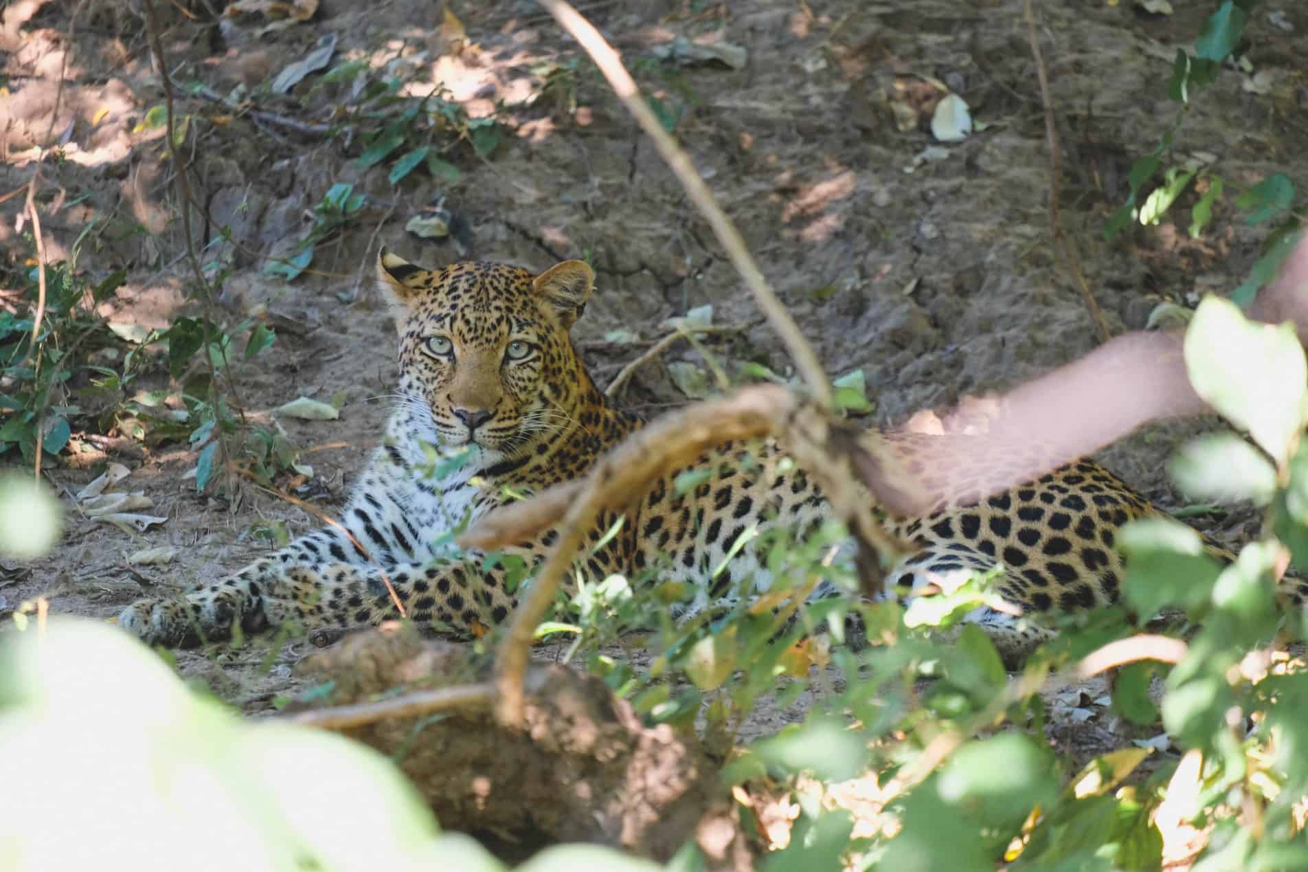 41 Safari Animals And WHERE To Find Them