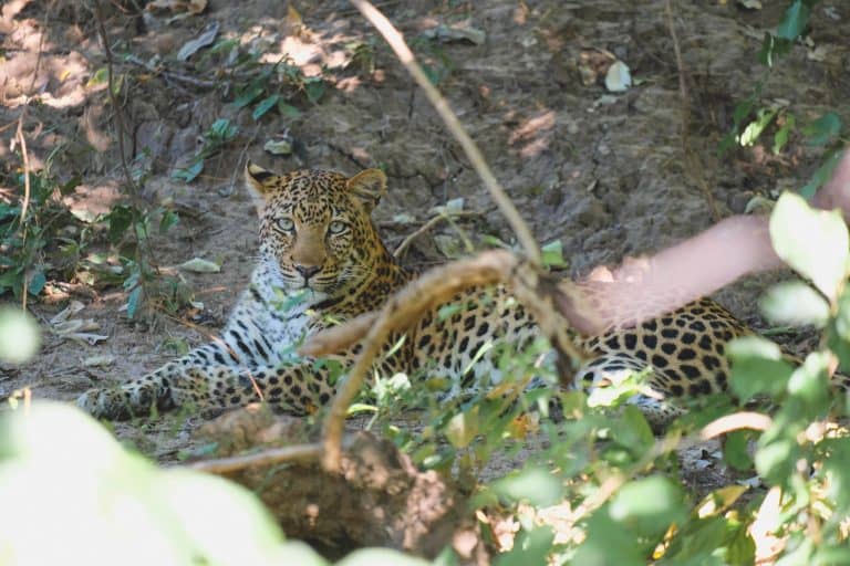 41 Safari Animals And WHERE To Find Them