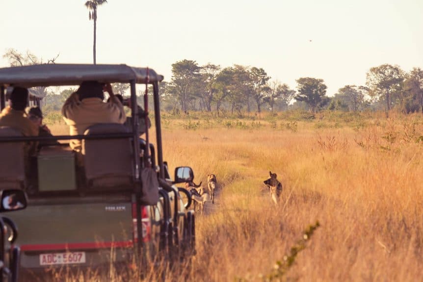 Hwange National Park Safari Guide: All You Need To Know