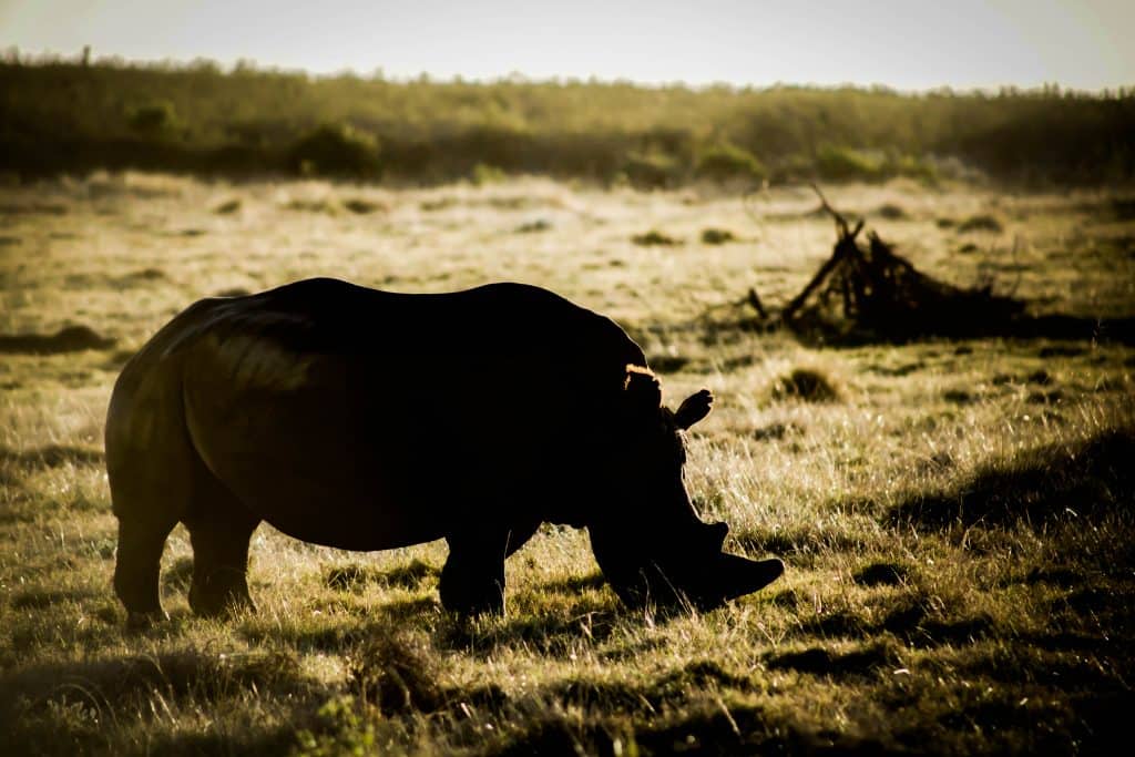 41 Safari Animals And WHERE To Find Them