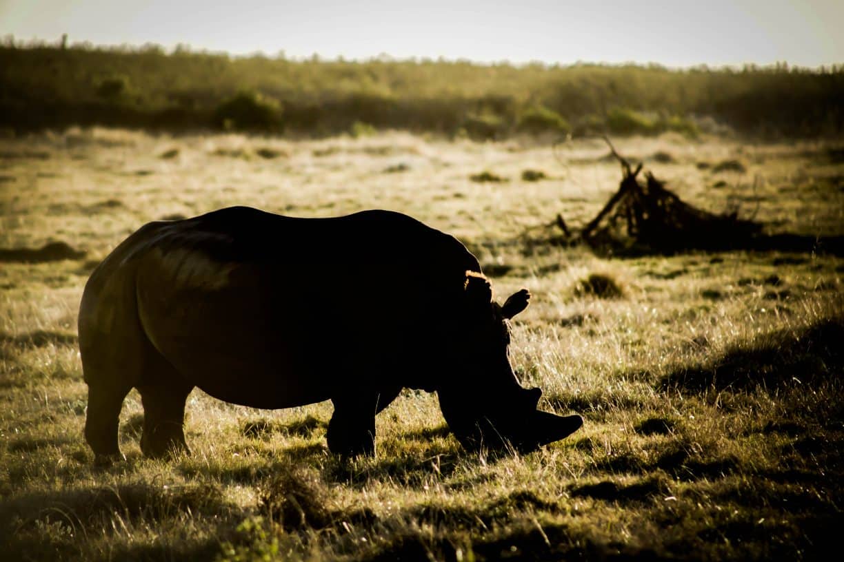 41 Safari Animals And WHERE To Find Them