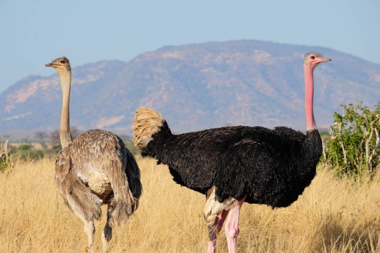 The Dark Side Of Animal Tourism • 10 Unethical Animal Encounters To Avoid