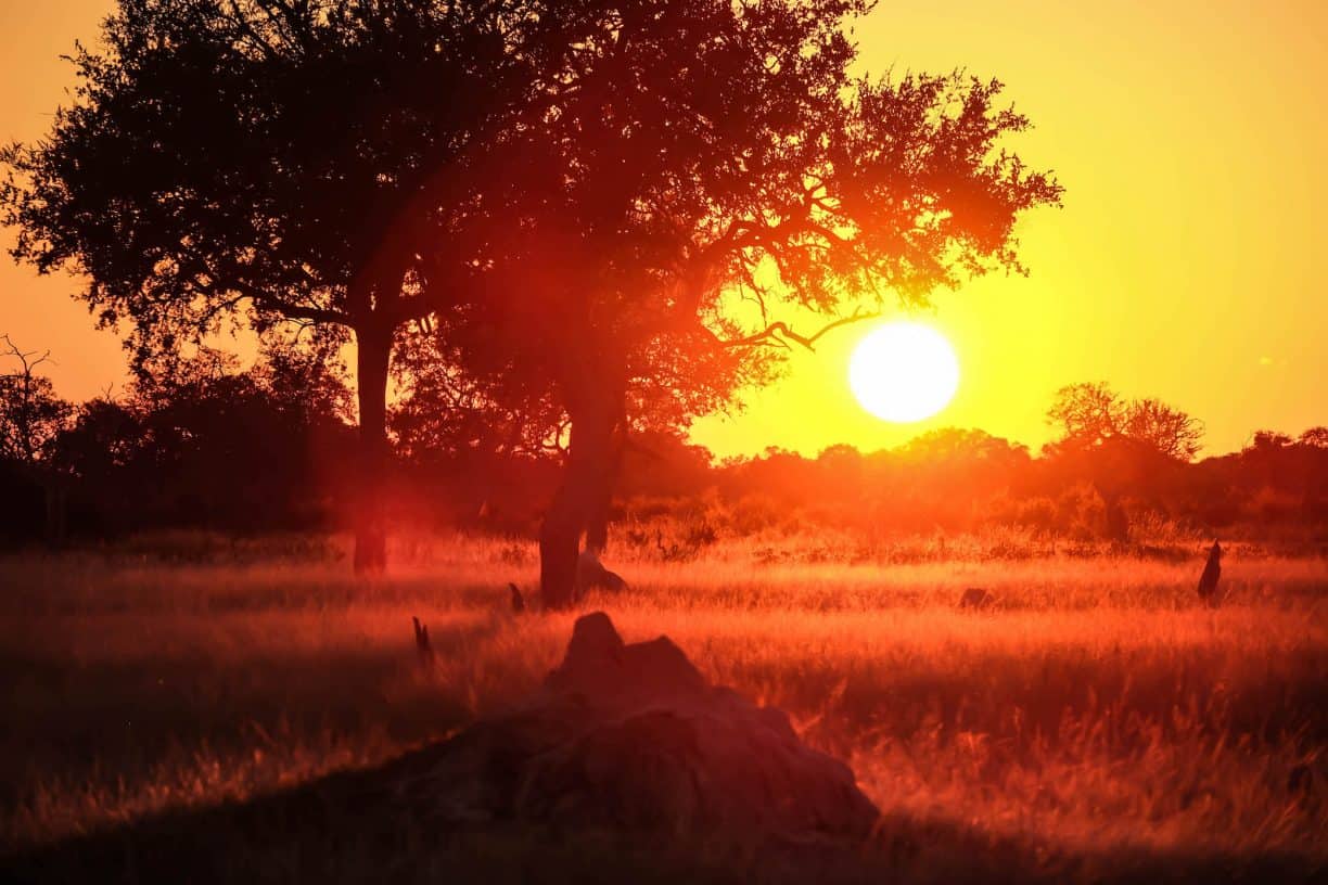 Hwange National Park Safari Guide: All You Need To Know