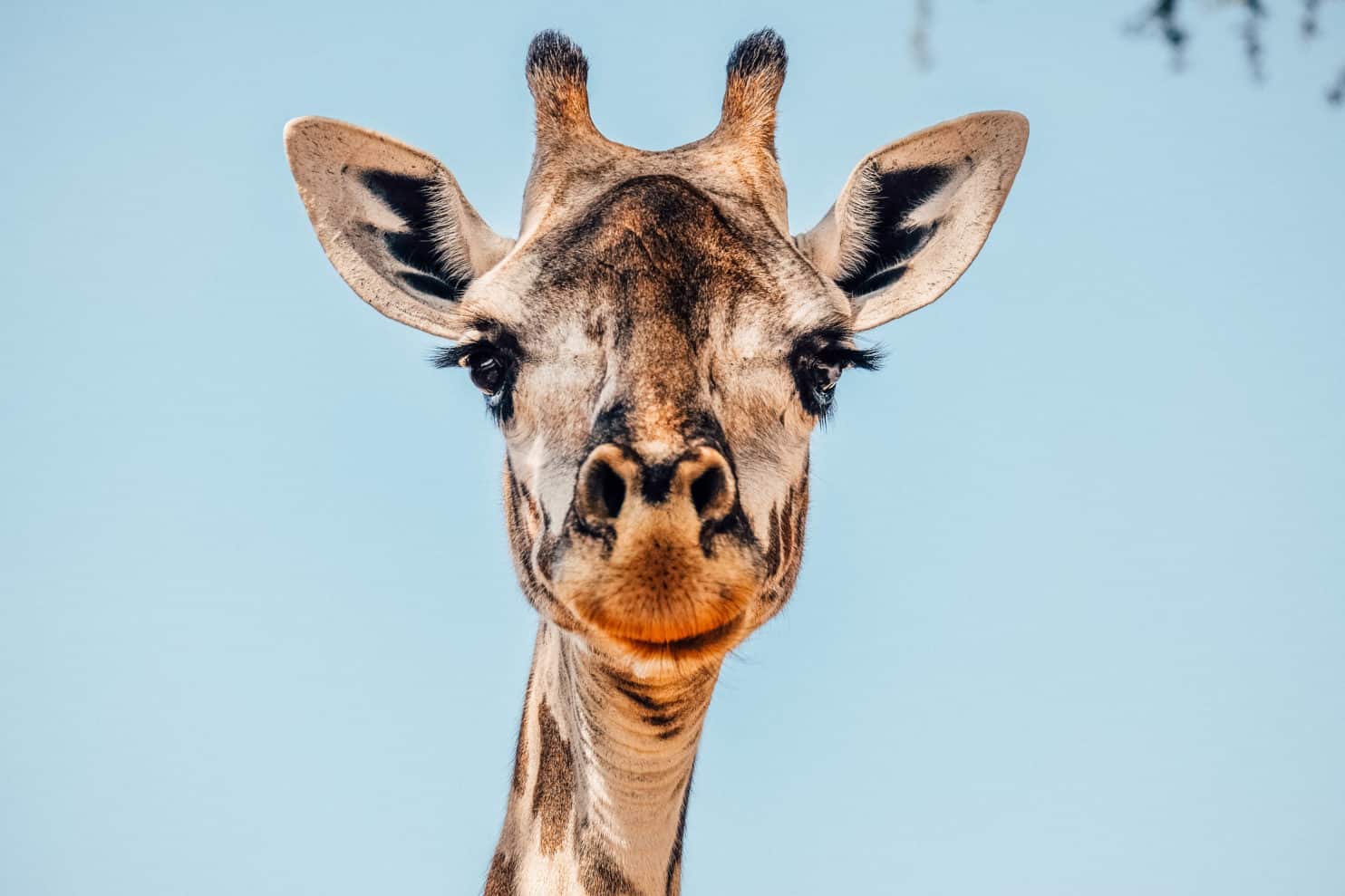 10 BEST Safari Cameras And Lenses In 2024