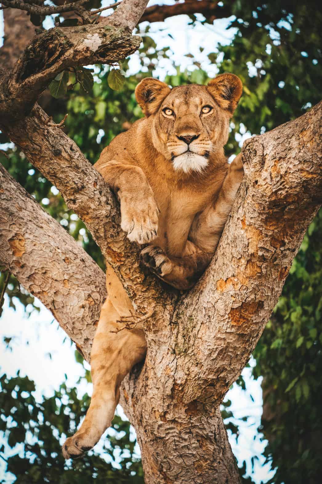 10 BEST Safari Cameras And Lenses In 2024