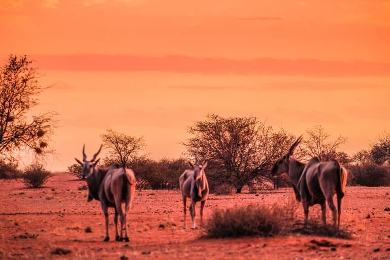 30 Things To Do In Namibia You'll Love