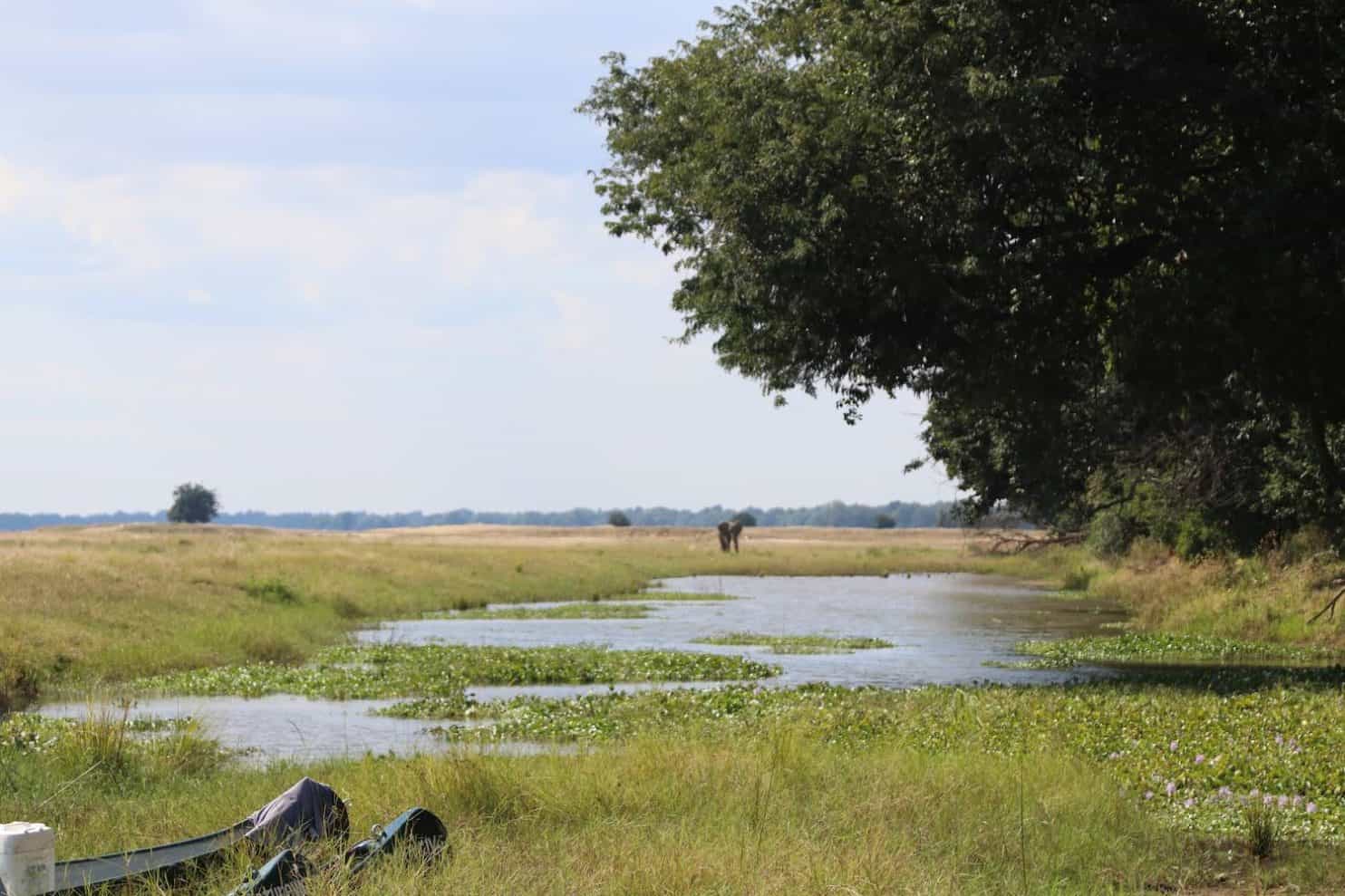 Inside Zimbabwe's Mana Pools National Park • Your Ultimate Safari Guide