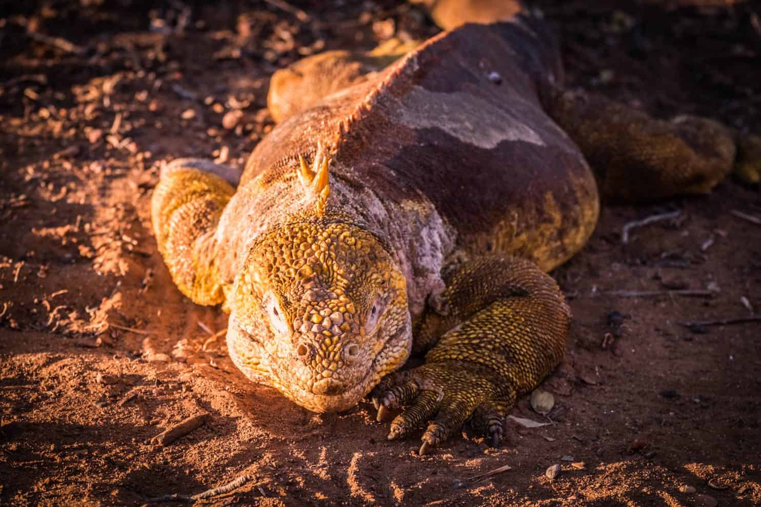 30 Fun Ecuador Facts That Will Blow Your Mind