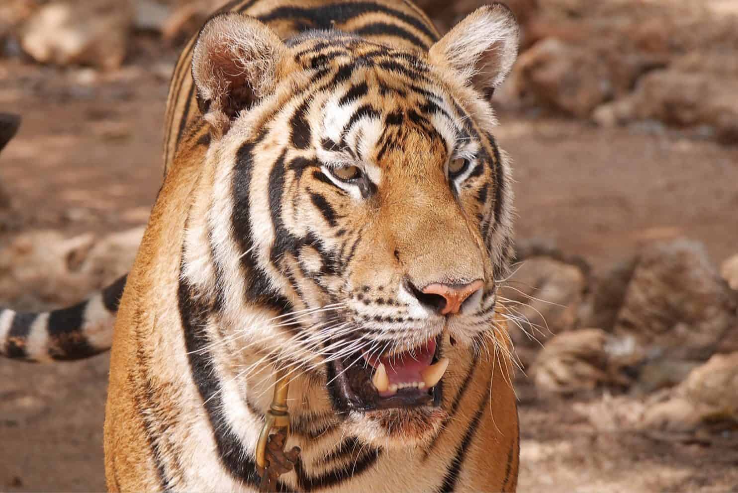 The Dark Side Of Animal Tourism • 10 Unethical Animal Encounters To Avoid