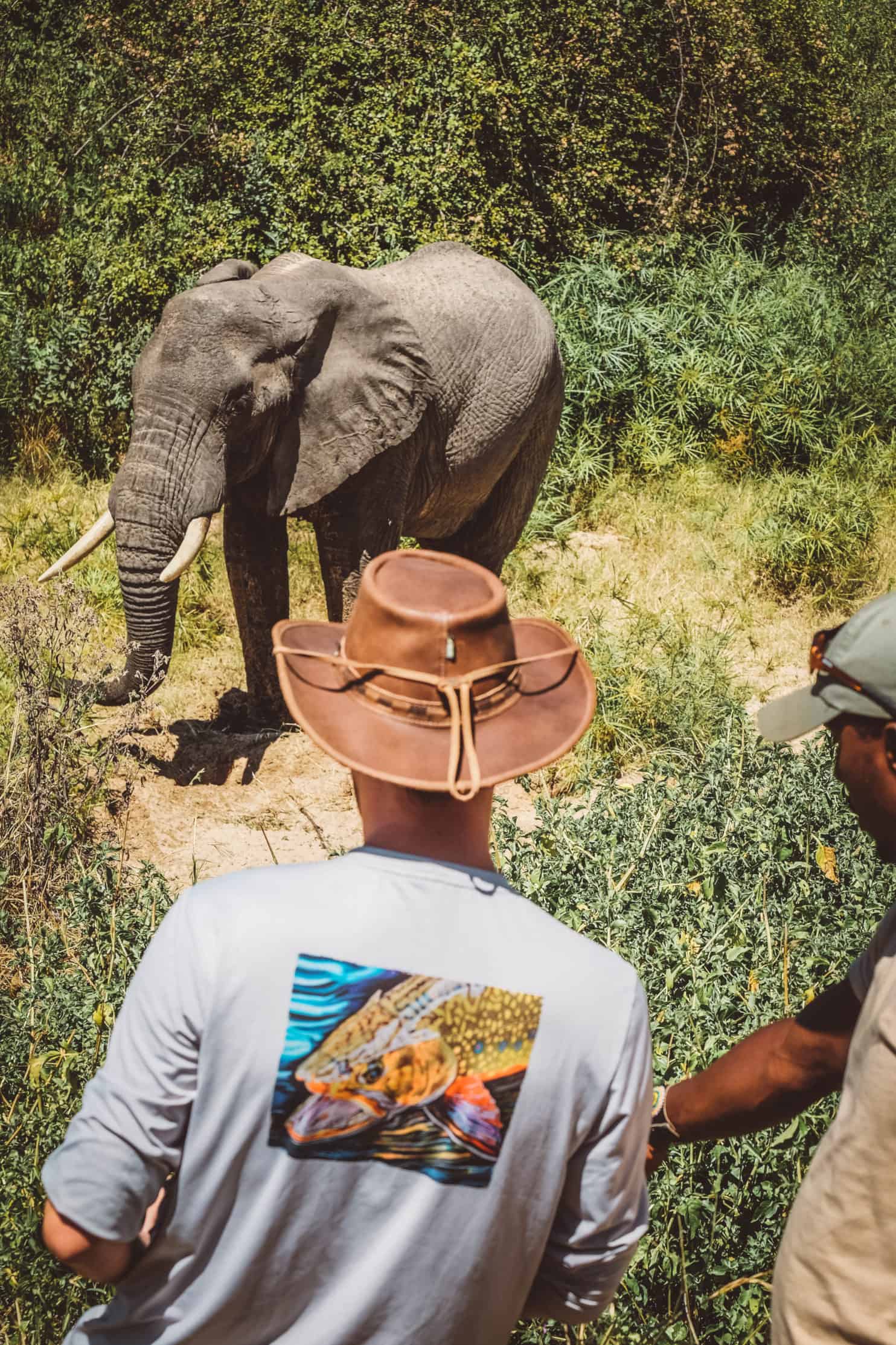 41 Safari Animals And WHERE To Find Them