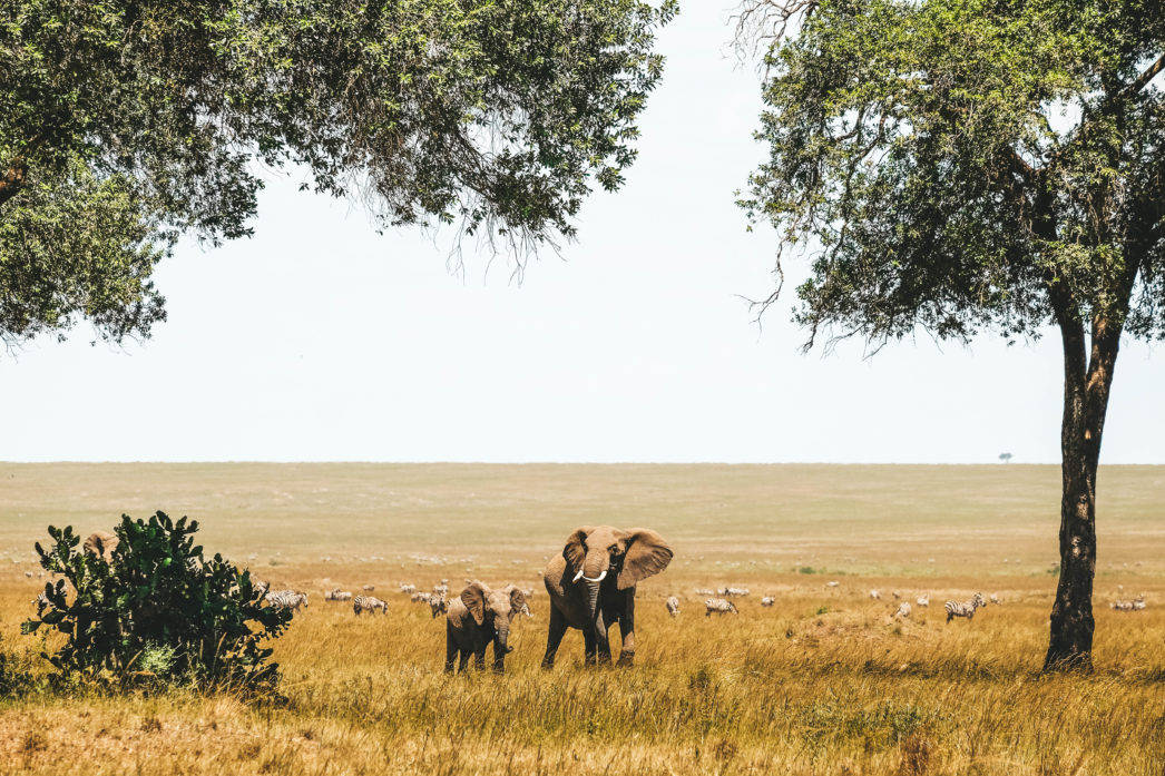 41 Safari Animals And WHERE To Find Them