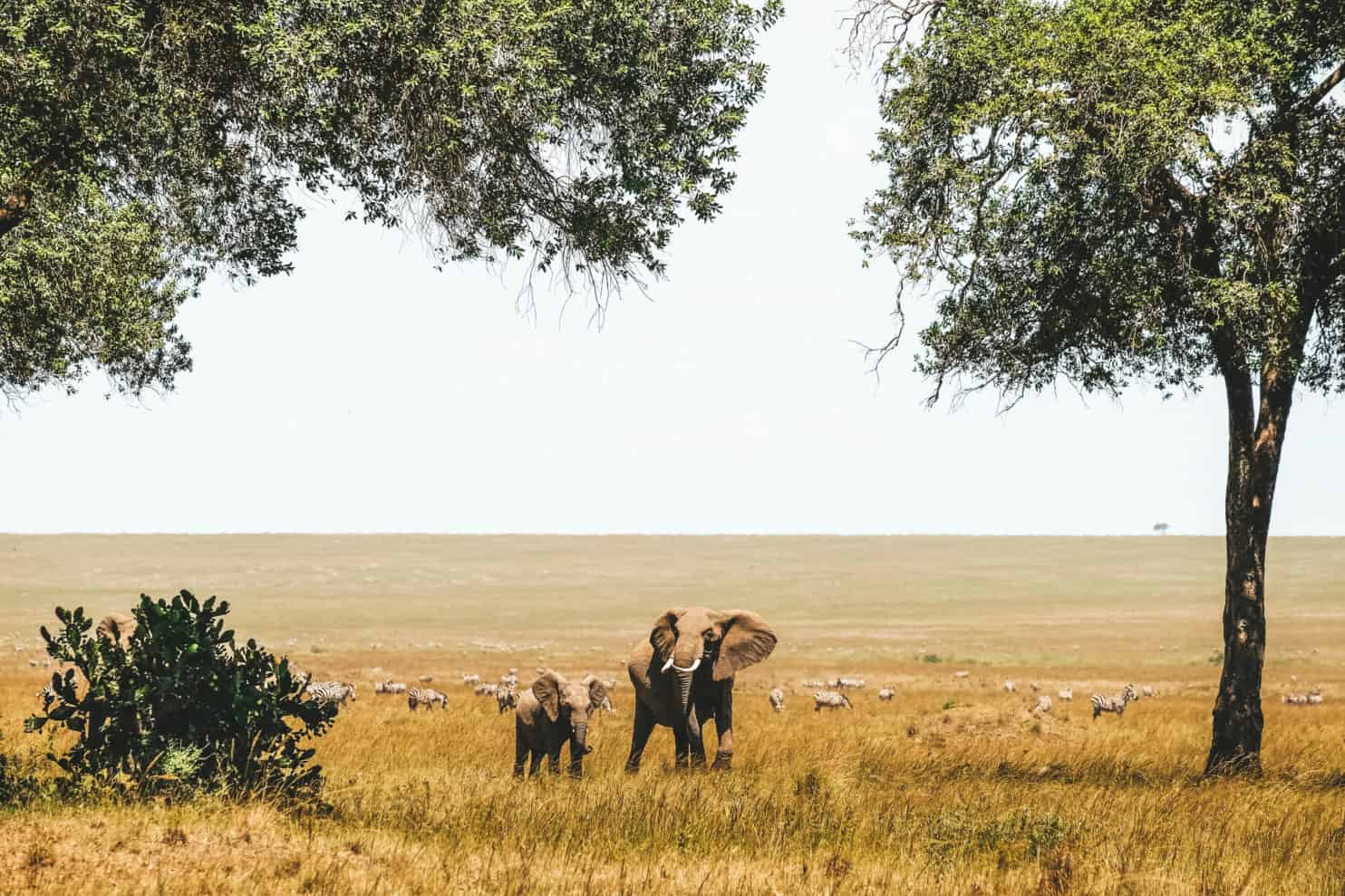 41 Safari Animals And WHERE To Find Them