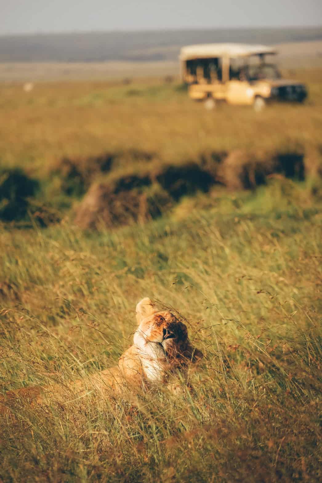 41 Safari Animals And WHERE To Find Them