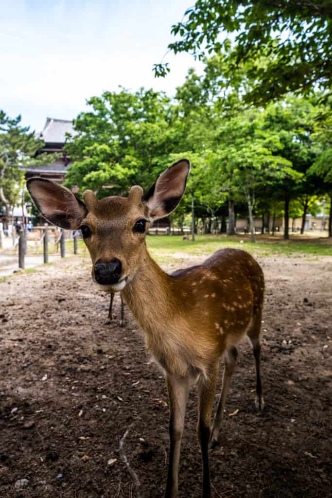 25 Best Things to do in Kyoto, Japan • 2020 GUIDE
