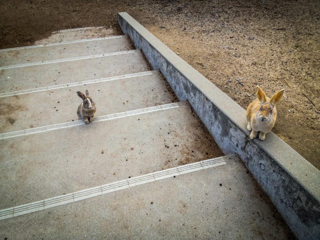 Bunny Island, Japan: 11 Things To Know BEFORE Visiting