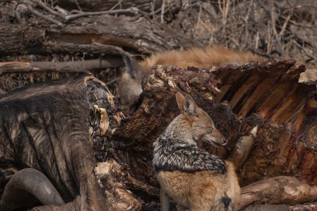 41 Awesome Safari Animals and Where to Find Them