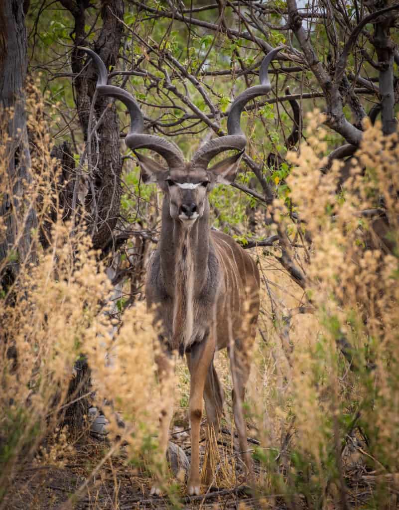 41 Safari Animals And WHERE To Find Them