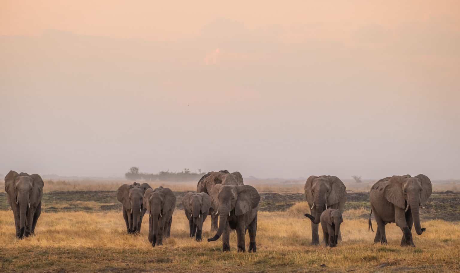 29 Ethical Wildlife Tourism Experiences