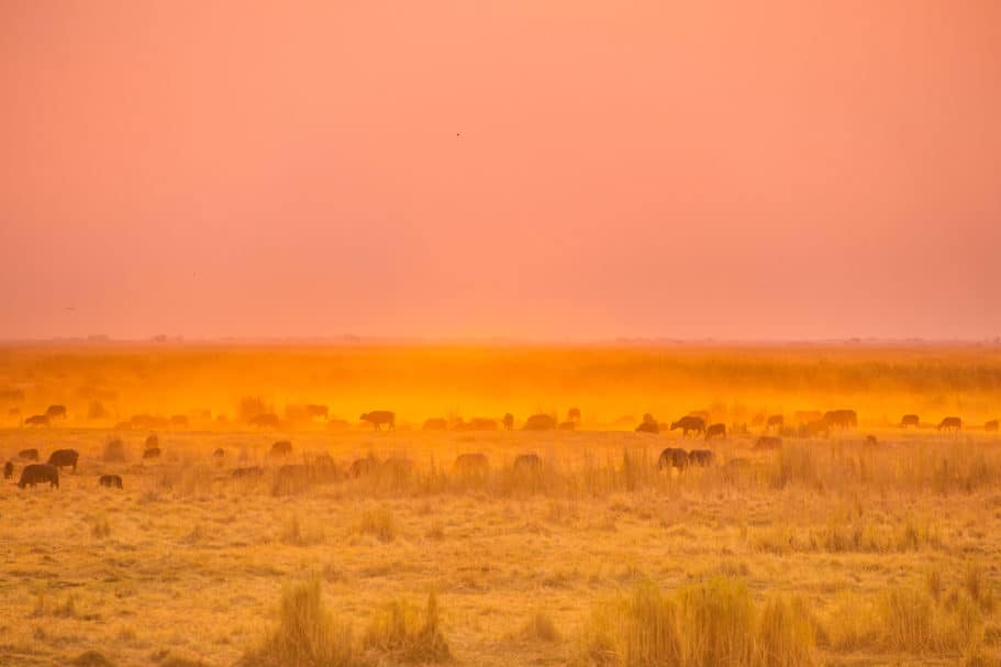 Where To Have The BEST Safari In Africa