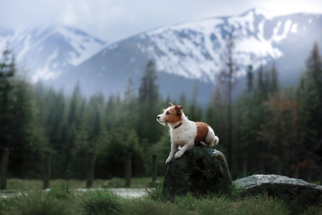 11 BEST Things To Do In Zakopane, Poland (2026)