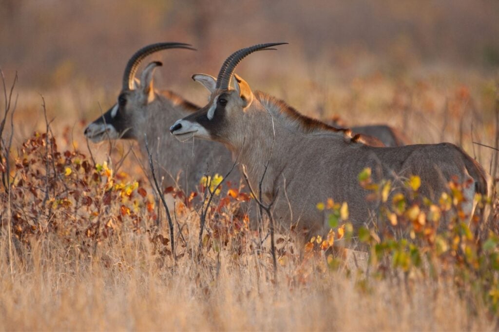 41 Awesome Safari Animals and Where to Find Them