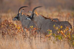 41 Awesome Safari Animals and Where to Find Them