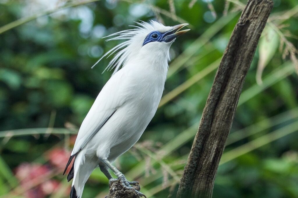 30 Bali Facts You Will Love!