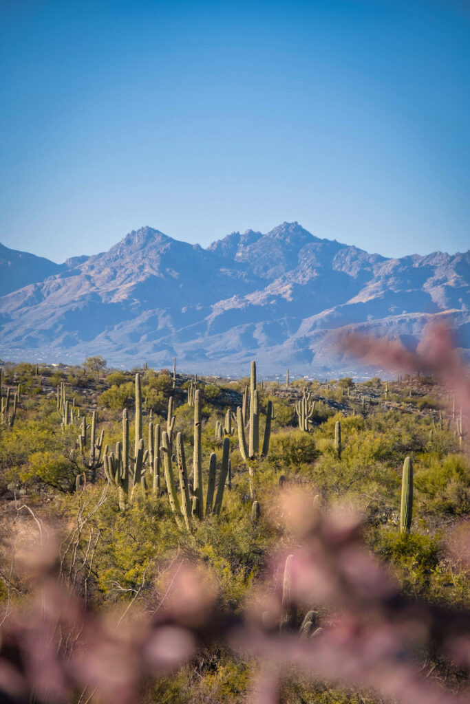 12 FUN Things To Do In Tucson, AZ