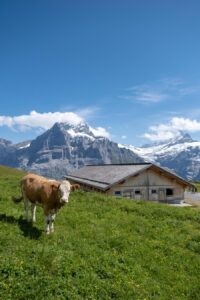 25 BEST Things To Do In Grindelwald In Summer