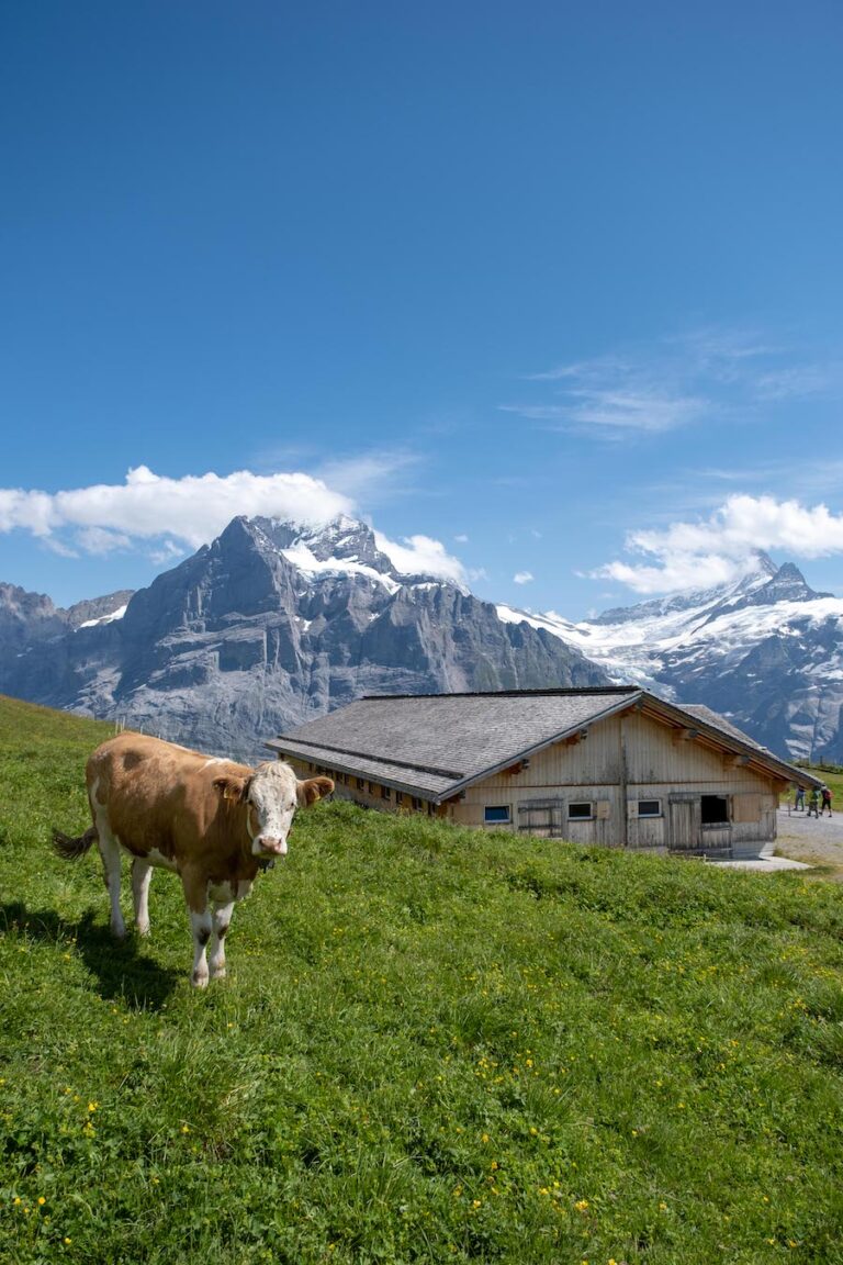 25 BEST Things To Do In Grindelwald In Summer