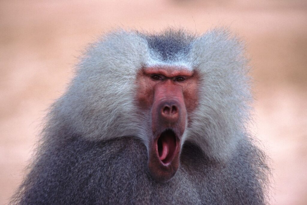 35 FUN And Interesting Facts About Egypt