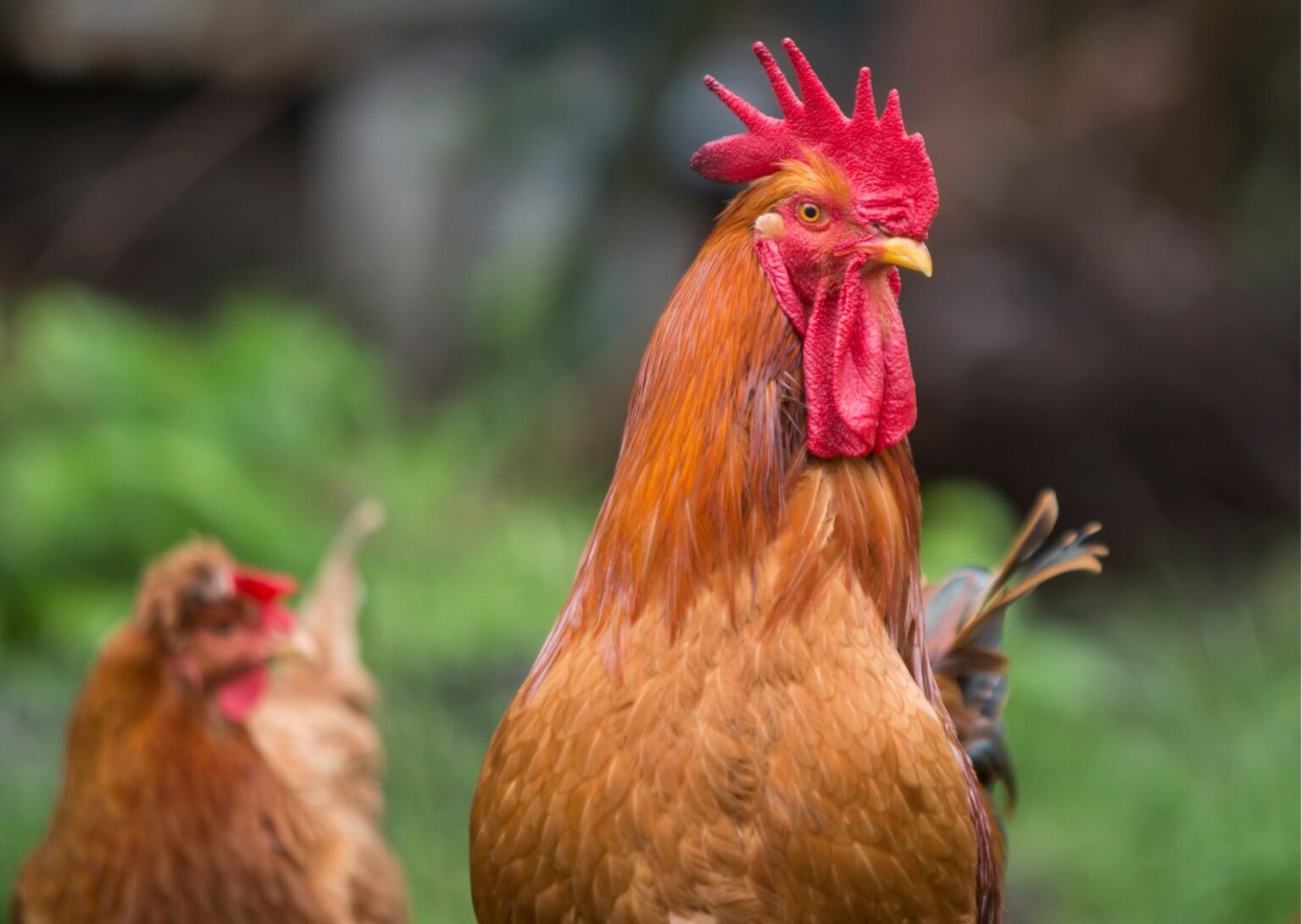 35 FUN & Interesting Facts About France You Should Know!