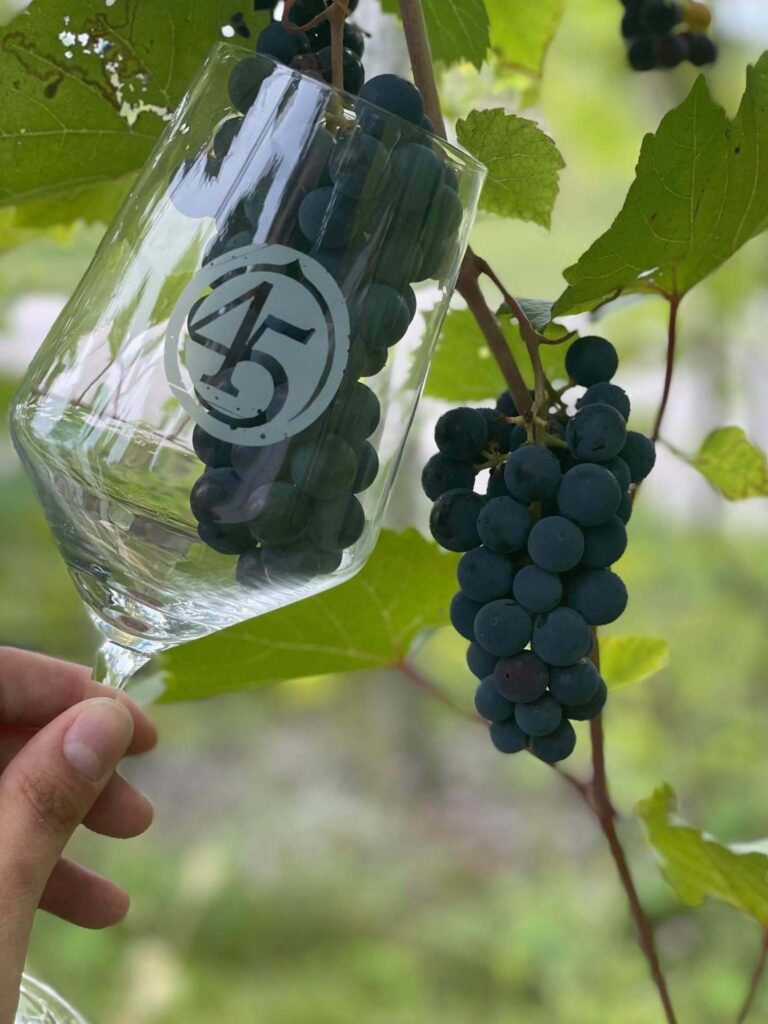 25+ BEST Wineries In Michigan You Should Visit