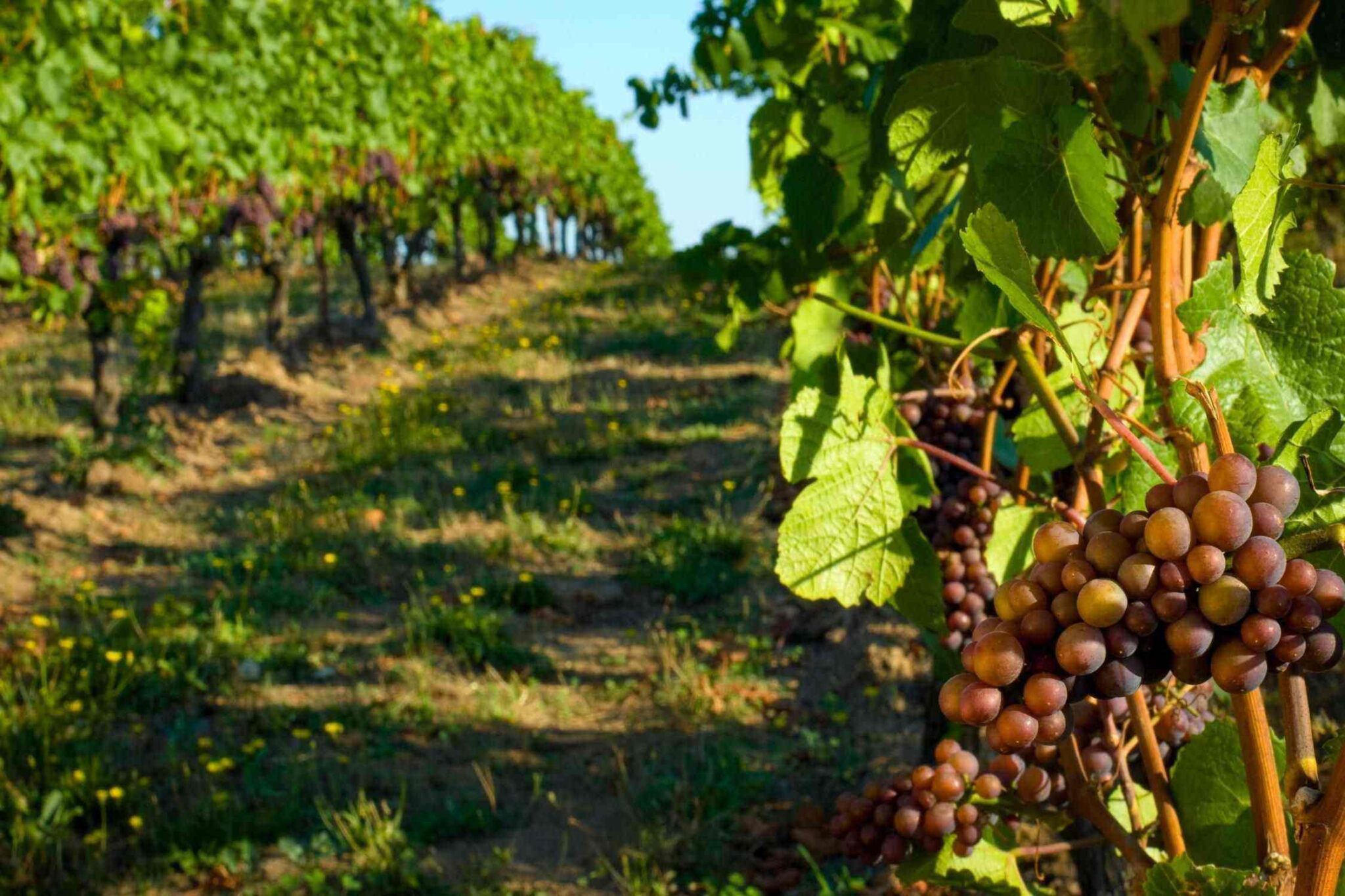 25+ BEST Wineries In Michigan You Should Visit