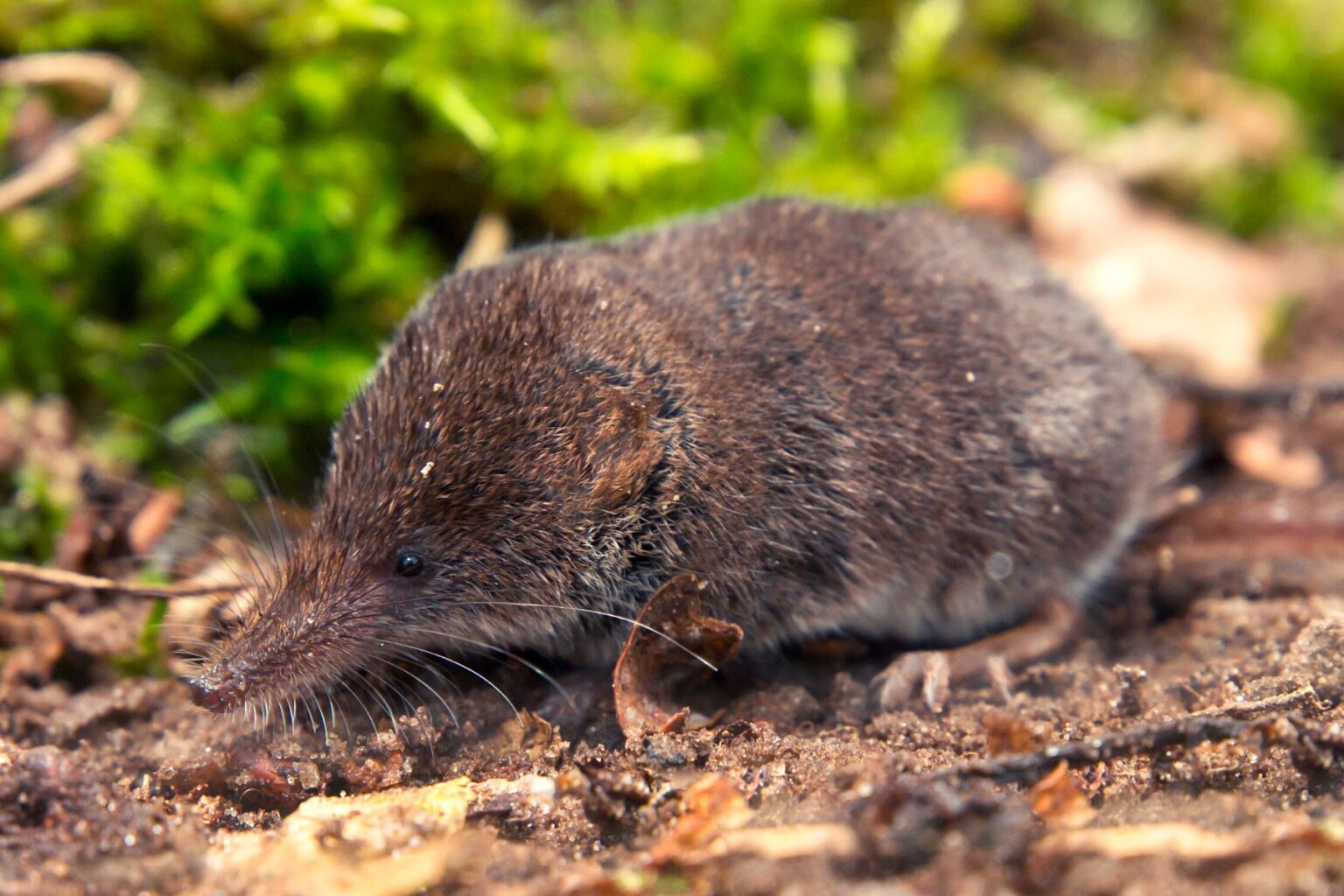 38 Interesting & FUN Facts About South Africa To Know