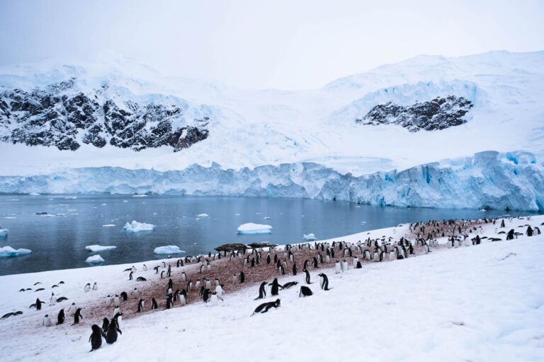 50 FUN & Interesting Facts About Antarctica