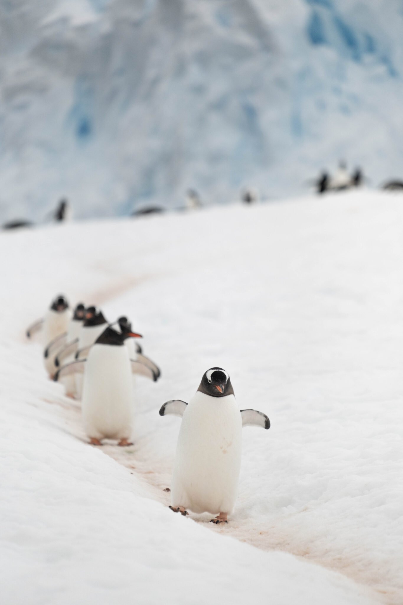 50 FUN & Interesting Facts About Antarctica