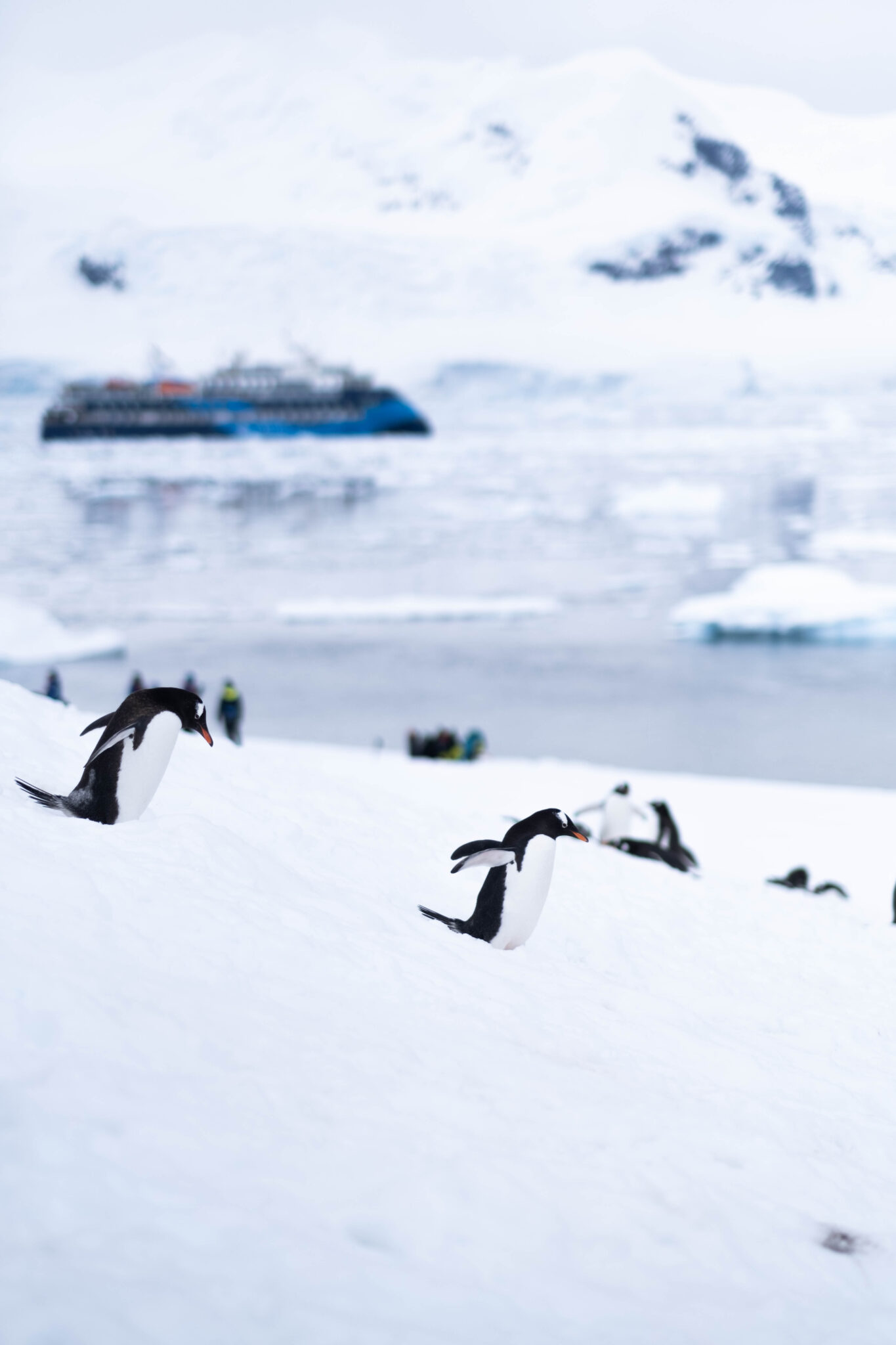50 FUN & Interesting Facts About Antarctica