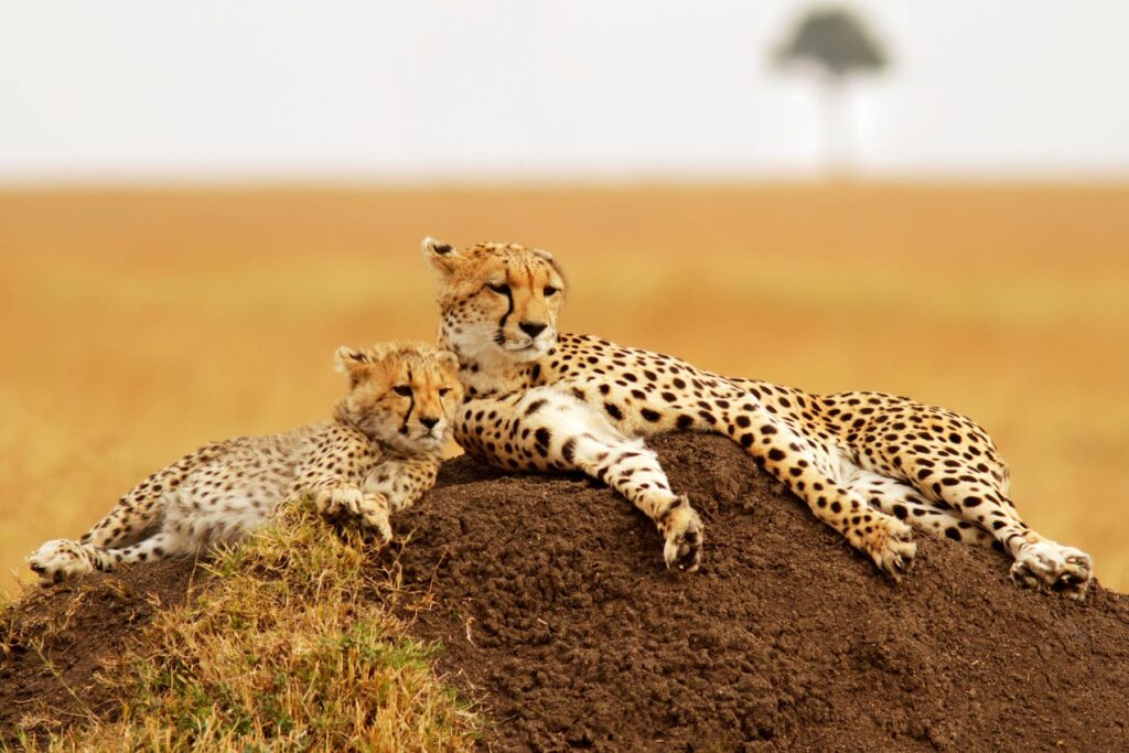 A Masai Mara Safari In Kenya: All You NEED To Know