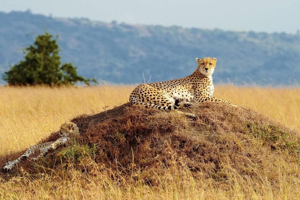 A Masai Mara Safari In Kenya: All You NEED To Know
