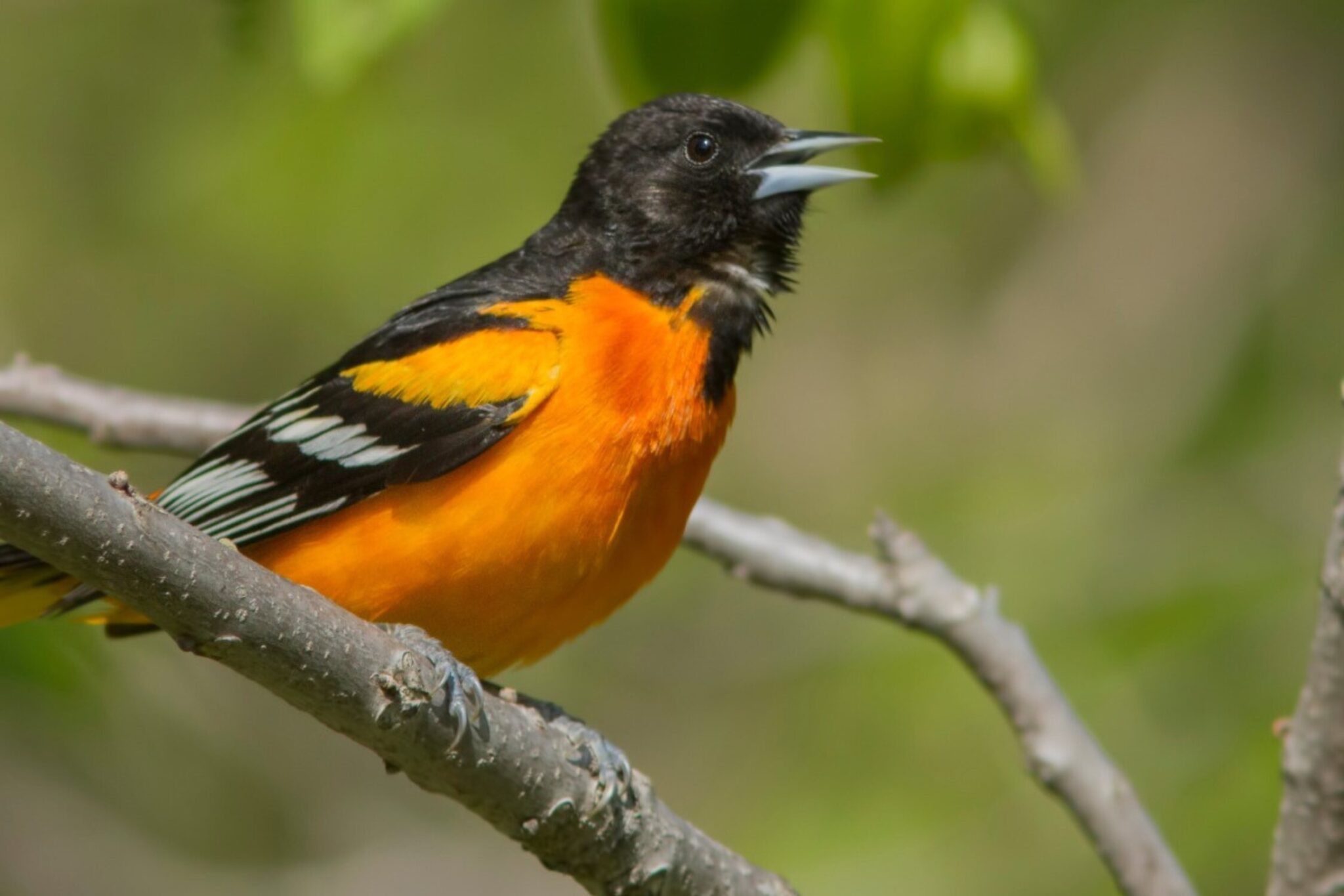 25 BEST Things To Do In Kalamazoo, MI